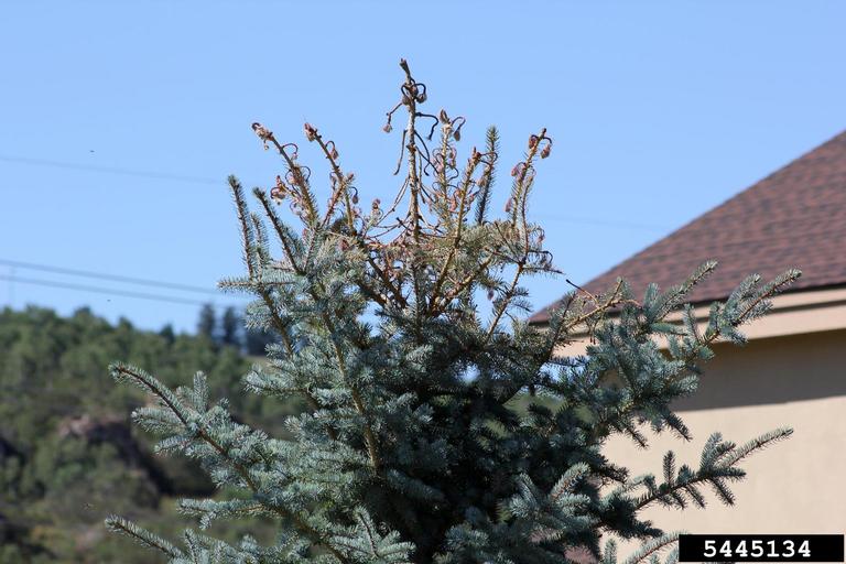 white pine weevil (Pissodes strobi (Peck, 1817))