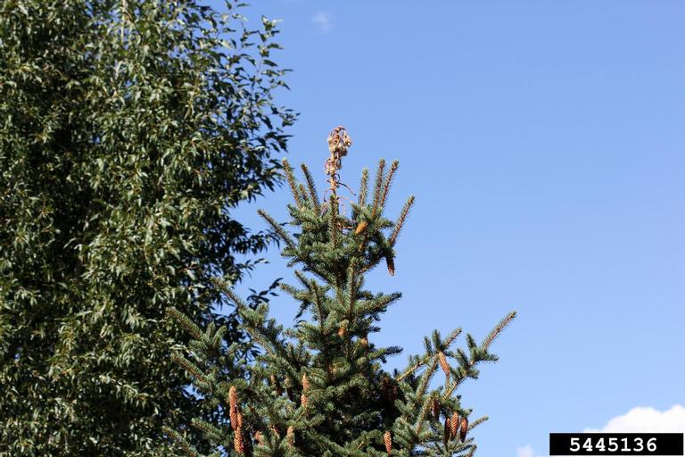 white pine weevil (Pissodes strobi)