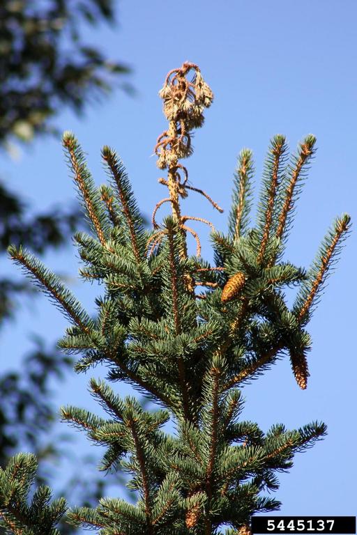 white pine weevil (Pissodes strobi (Peck, 1817))