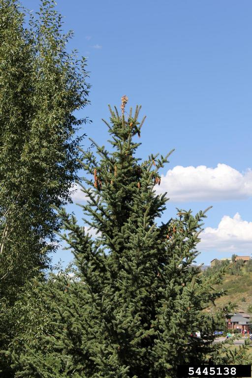 white pine weevil (Pissodes strobi ) on blue spruce (Picea pungens ...