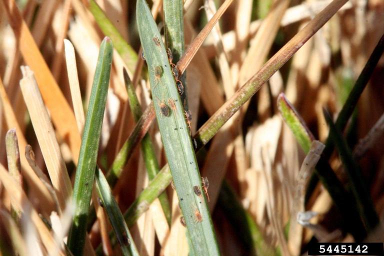 clover mite (Bryobia praetiosa)