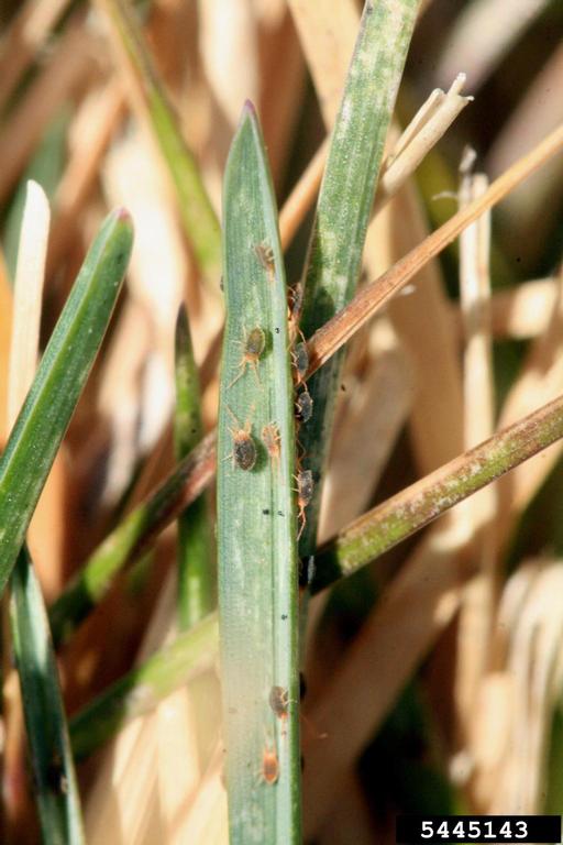 clover mite (Bryobia praetiosa Koch)