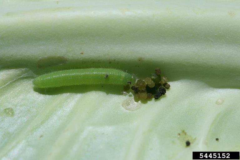 cabbage white, imported cabbage worm (Pieris rapae)