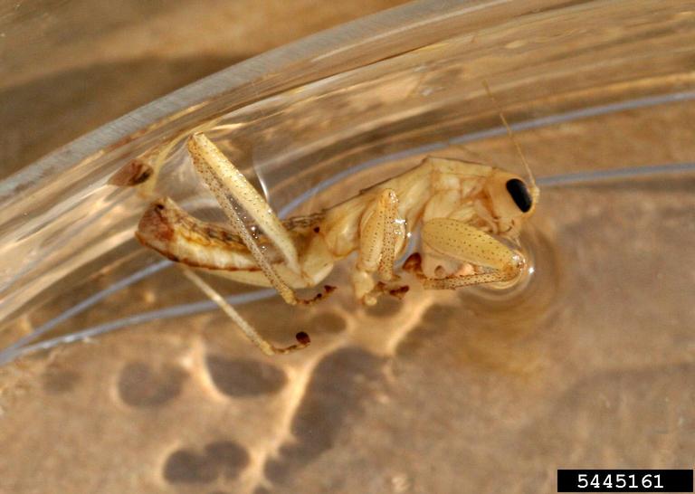 gladiator bugs (Genus Mantophasma Zompro, Klass, Kristensen and Adis, 2002)