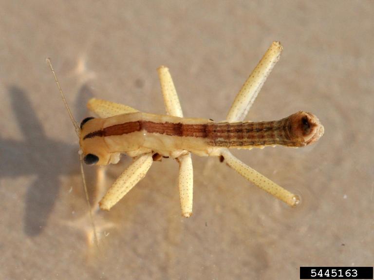 gladiator bugs (Genus Mantophasma)