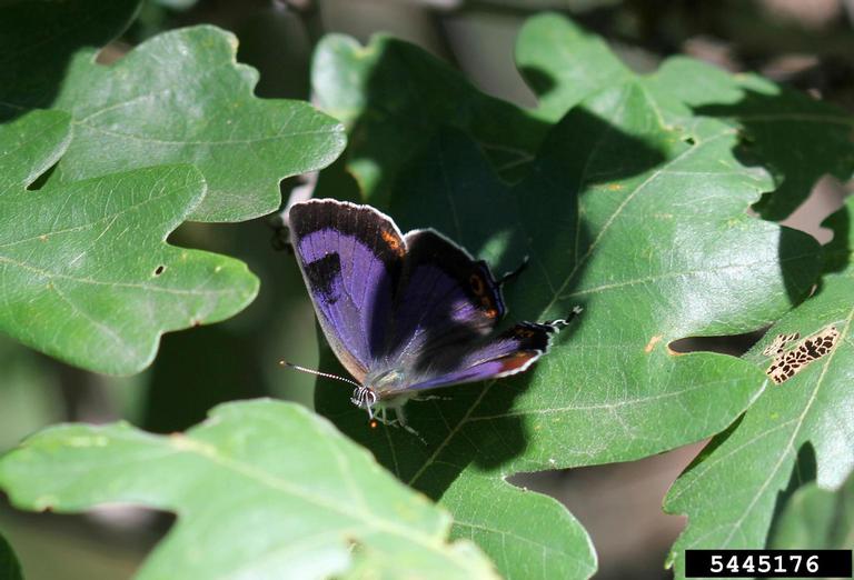 Colorado hairstreak (Hypaurotis crysalus (W. H. Edwards, 1873))