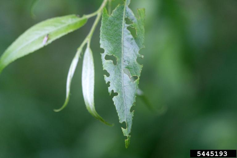 imported willow leaf beetle (Plagiodera versicolora (Laicharting, 1781))