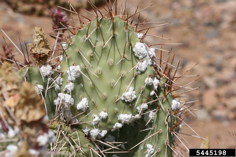cochineal scale (Dactylopius confusus Cockerell)