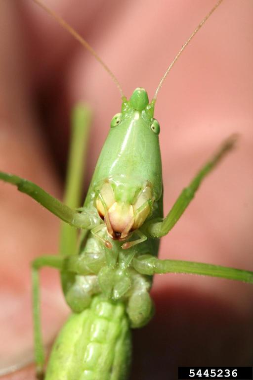 conehead katydid (Neoconocephalus ensiger (Harris, 1841))