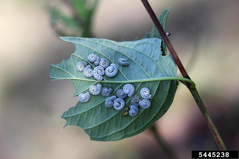dogwood sawfly (Macremphytus tarsatus (Say))