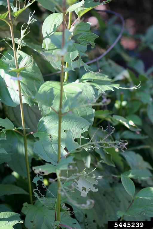 dogwood sawfly (Macremphytus tarsatus (Say))