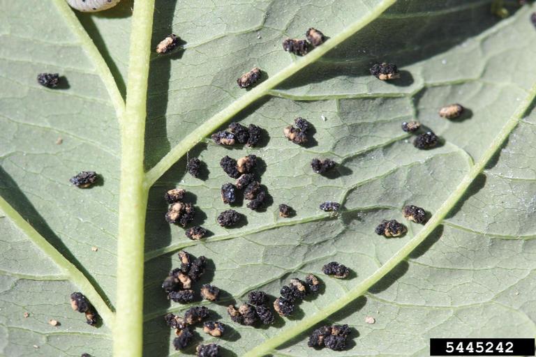 dogwood sawfly (Macremphytus tarsatus (Say))