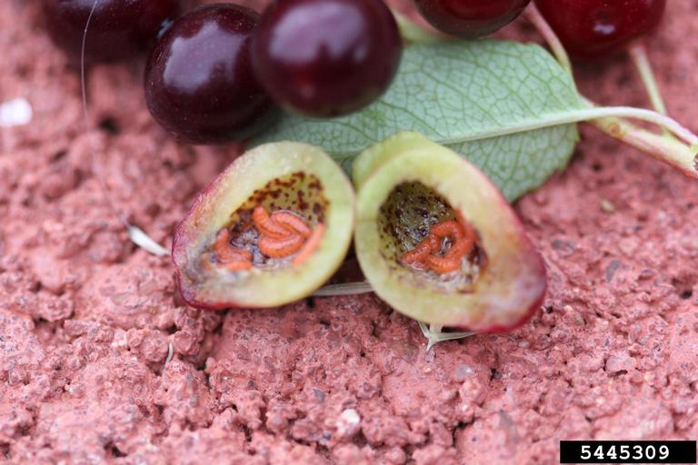 chokecherry midge (Contarinia virginianae (Felt, 1906))