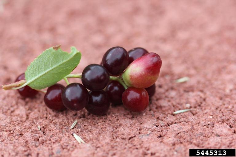 chokecherry midge (Contarinia virginianae)