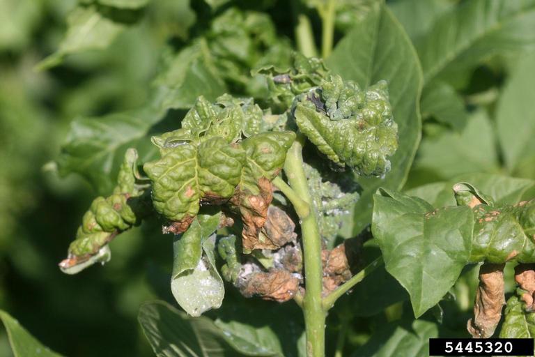 leafcurl ash aphid (Prociphilus fraxinifolii (Riley, 1879))