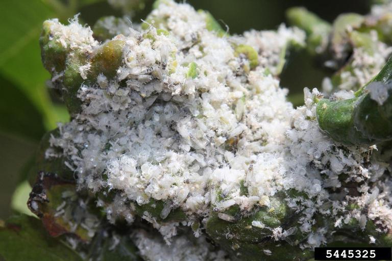 leafcurl ash aphid (Prociphilus fraxinifolii (Riley, 1879))