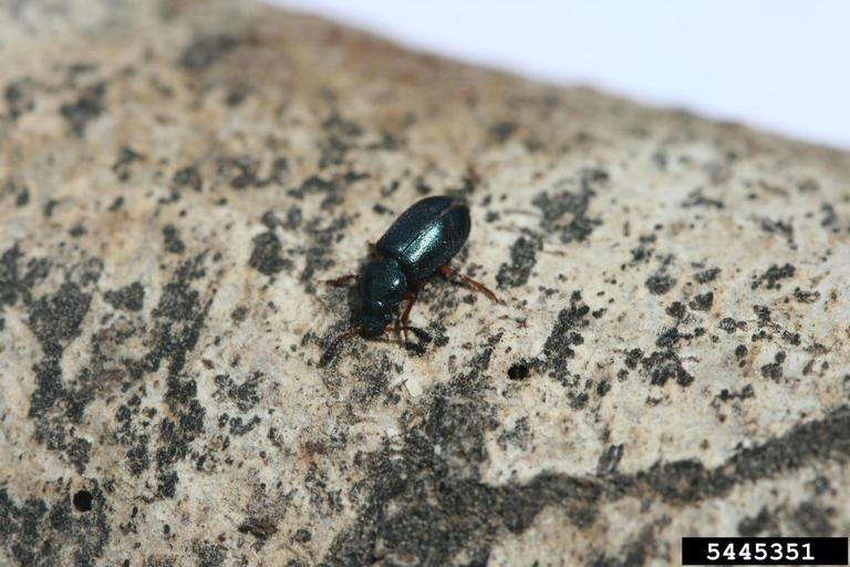 red-legged ham beetle (Necrobia rufipes (De Geer, 1775))