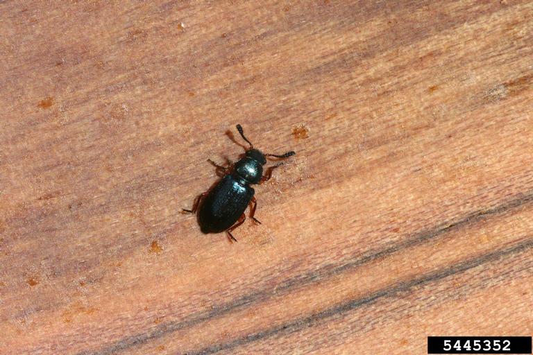 red-legged ham beetle (Necrobia rufipes)