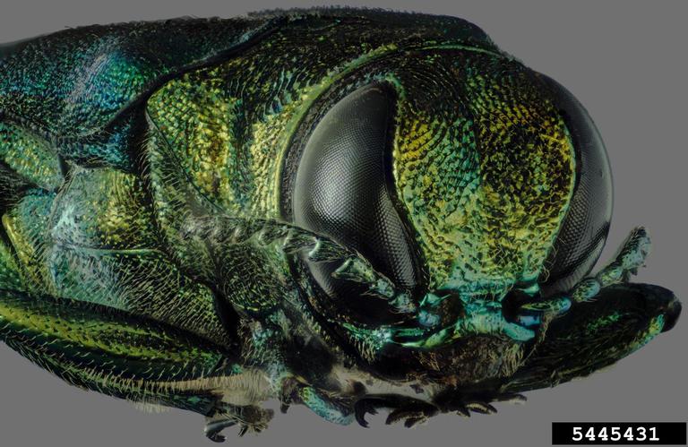emerald ash borer (Agrilus planipennis)