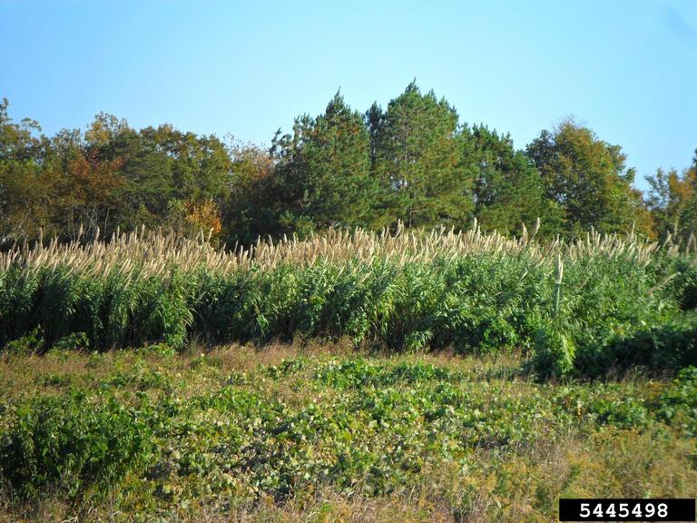 giant reed (Arundo donax)