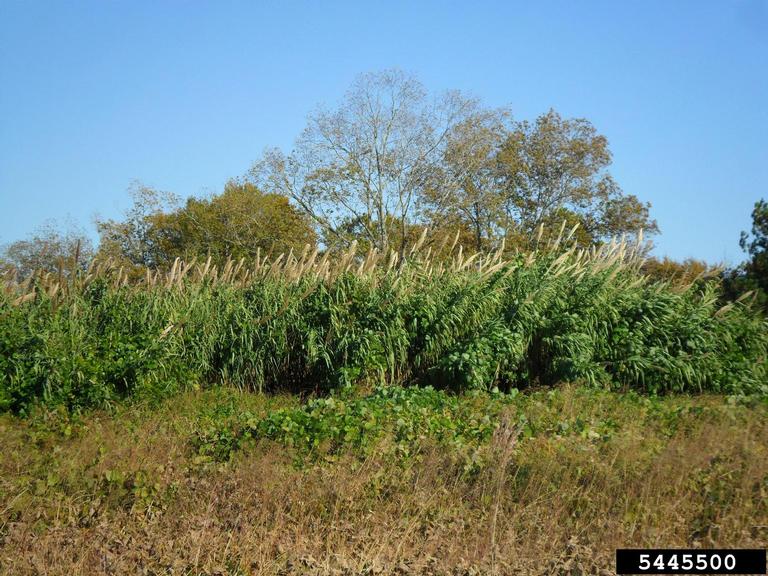 giant reed (Arundo donax L.)