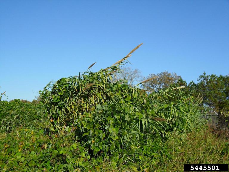 giant reed (Arundo donax L.)