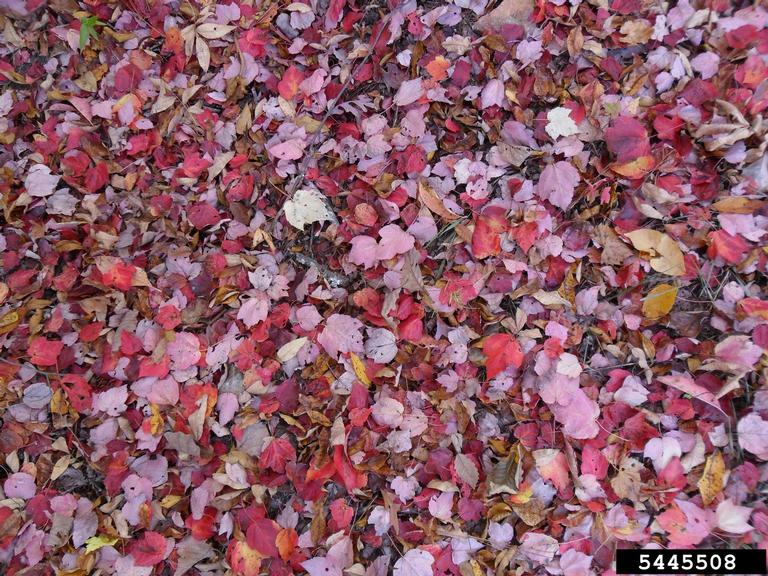 red maple (Acer rubrum L.)