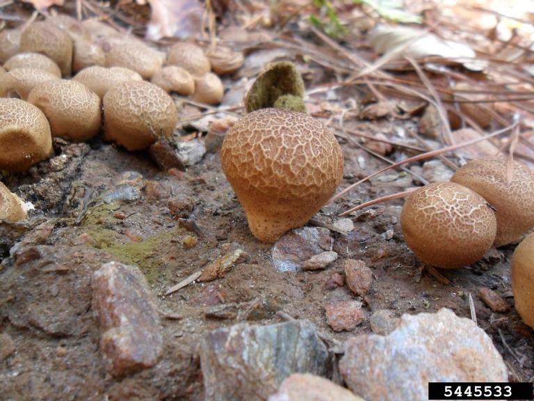 pigskin poison puffball (Scleroderma citrinum Pers.)