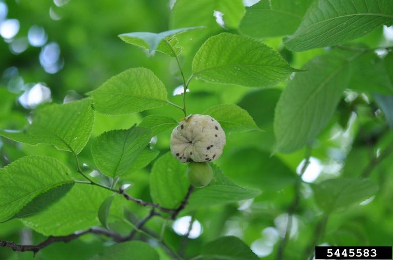 leaf curl (Taphrina communis)