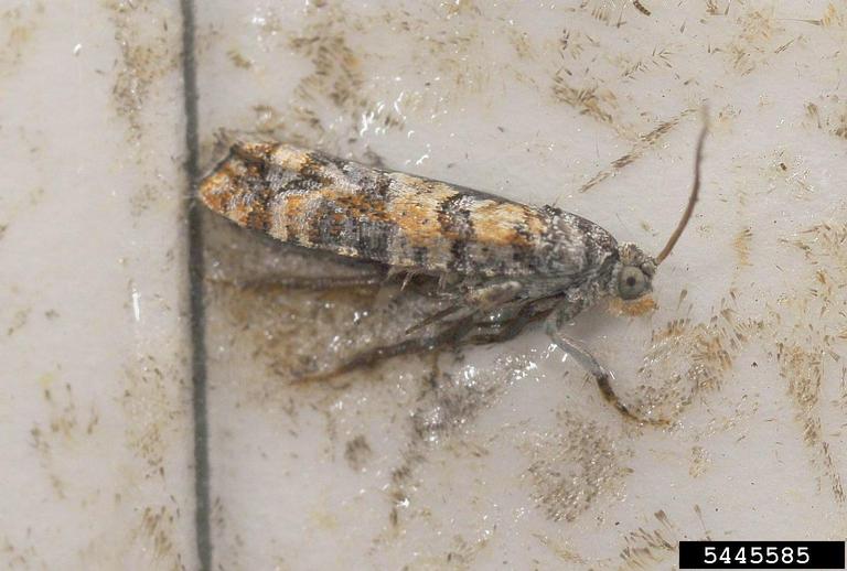 Douglas-fir cone moth (Barbara colfaxiana)