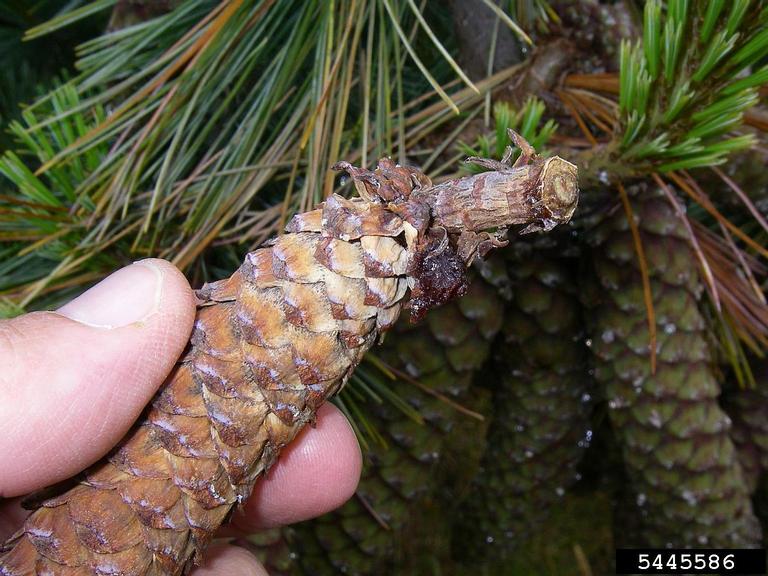 lodgepole cone beetle (Conophthorus ponderosae Hopkins, 1915)