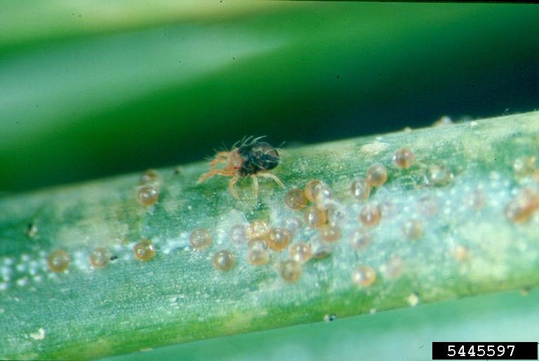 spruce spider mite (Oligonychus ununguis (Jacobi))
