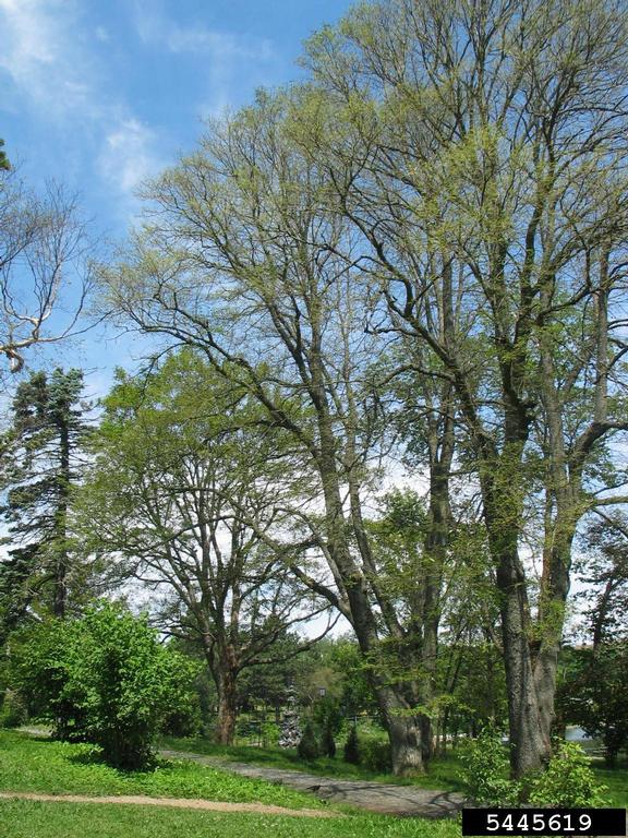 elm spanworm (Ennomos subsignaria (Hubner))