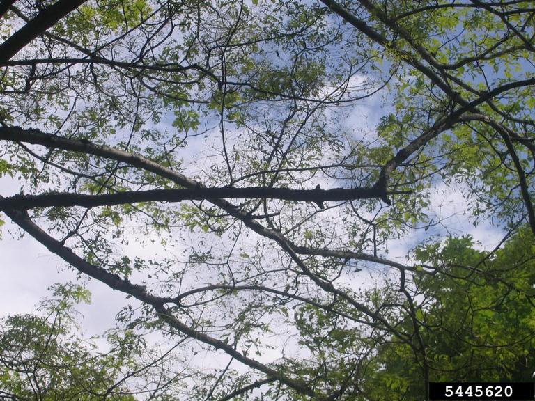 elm spanworm (Ennomos subsignaria (Hubner))
