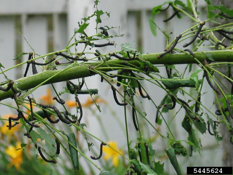 elm spanworm (Ennomos subsignaria)