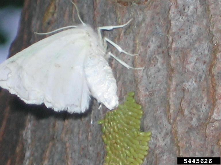 elm spanworm (Ennomos subsignaria (Hubner))