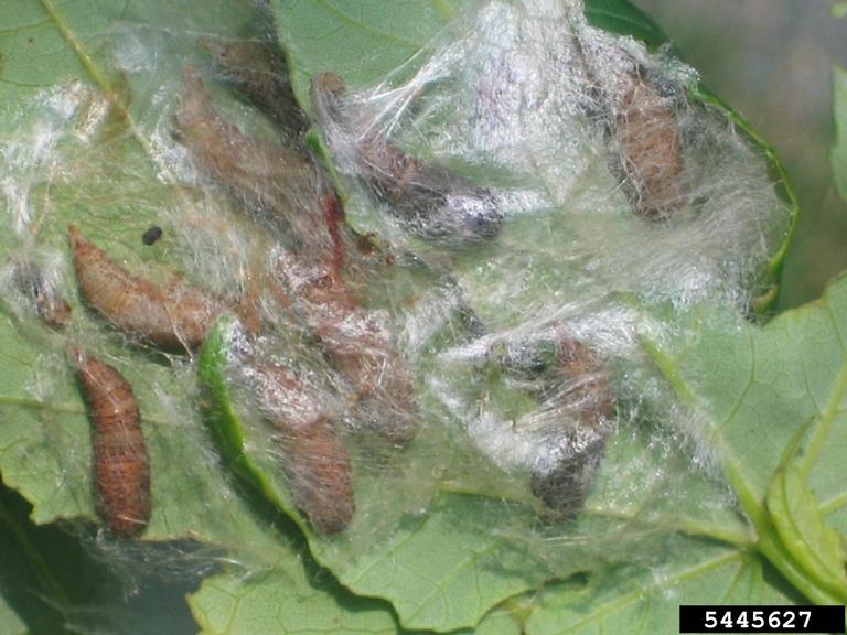 elm spanworm (Ennomos subsignaria (Hubner))