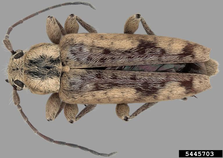 small cedar-bark borer (Atimia confusa (Say, 1826))