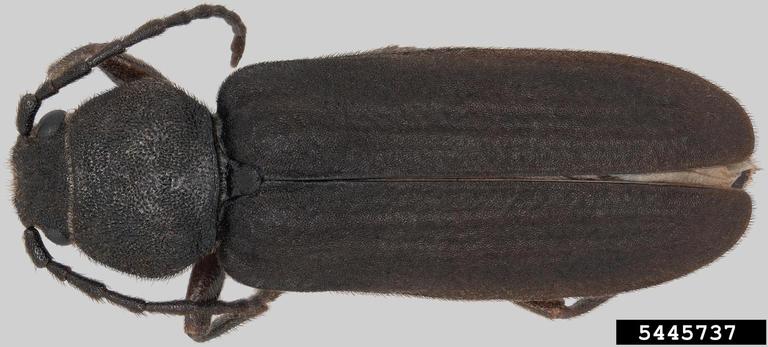 black spruce borer (Asemum striatum)