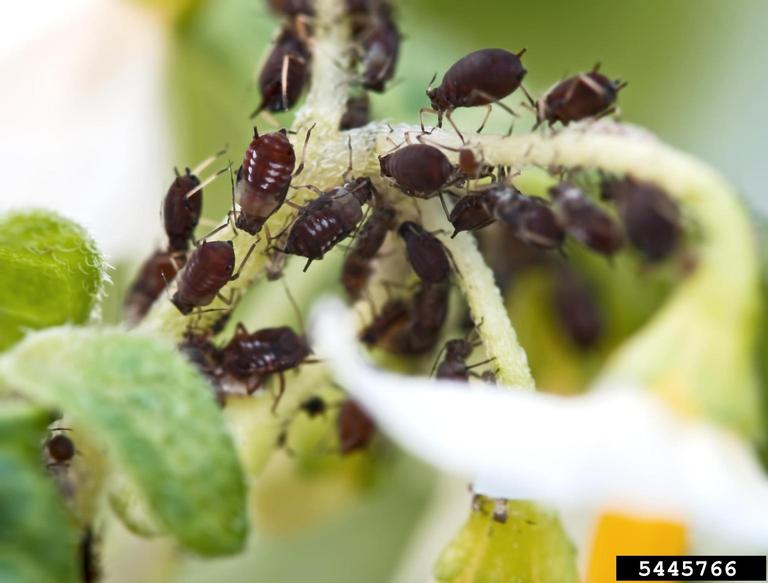 aphids, (Hemiptera: Aphididae) - 5445766