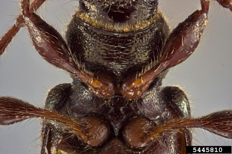 long-horned beetle (Phymatodes aeneus LeConte, 1854)