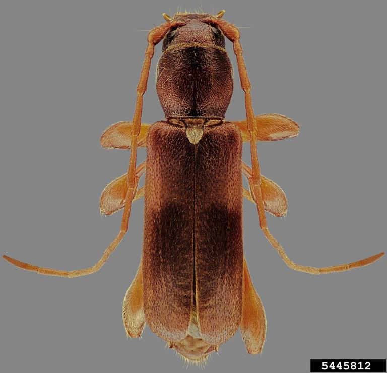 long-horned beetle (Phymatodes dimidiatus)