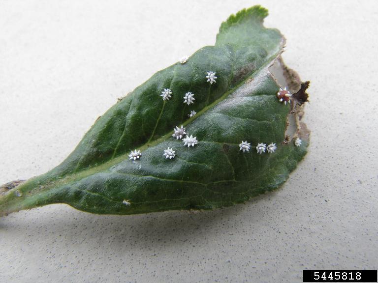 Japanese wax scale (Ceroplastes japonicus Green)