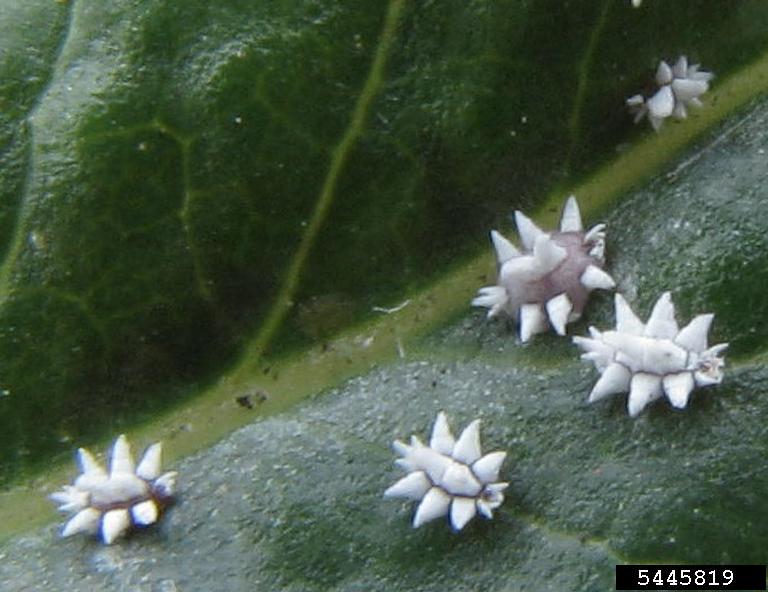 Japanese wax scale (Ceroplastes japonicus Green)