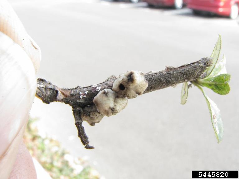 Japanese wax scale (Ceroplastes japonicus Green)