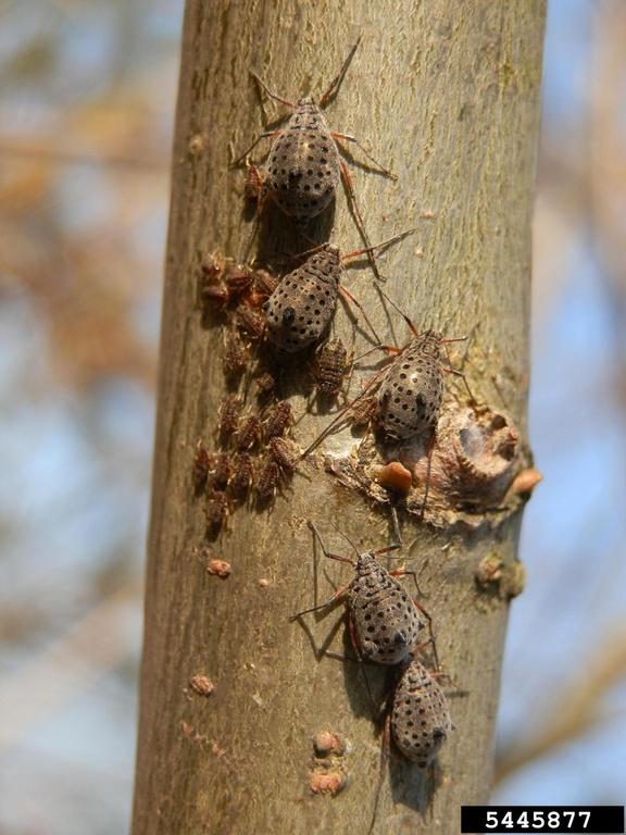 giant willow aphid (Tuberolachnus salignus (Gmellin, 1790))