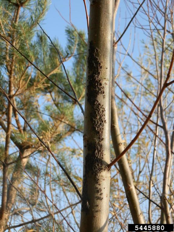 giant willow aphid (Tuberolachnus salignus (Gmellin, 1790))