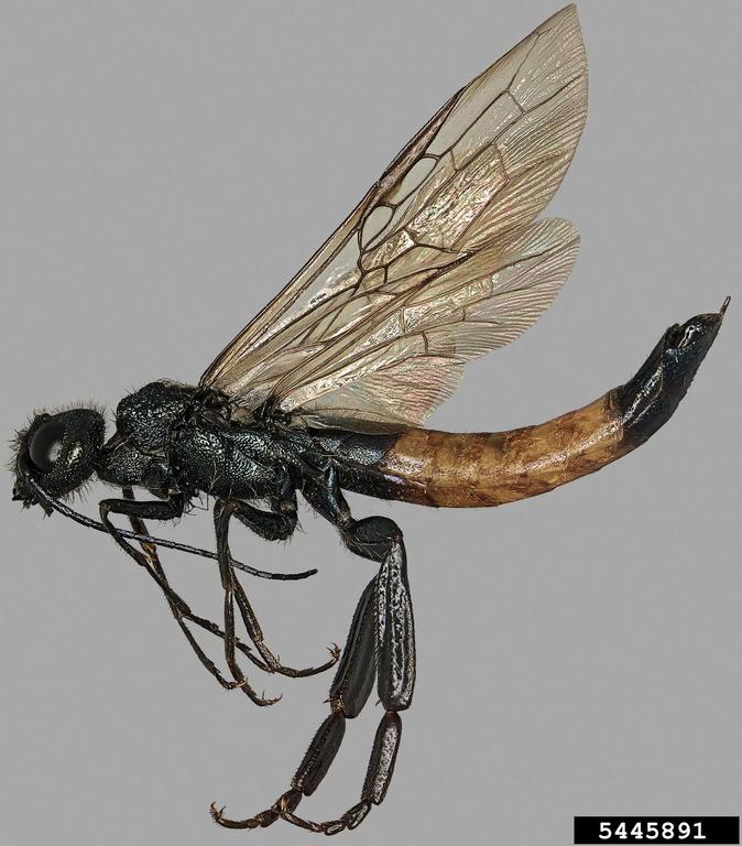 Sirex woodwasp (Sirex areolatus Cresson, 1867)