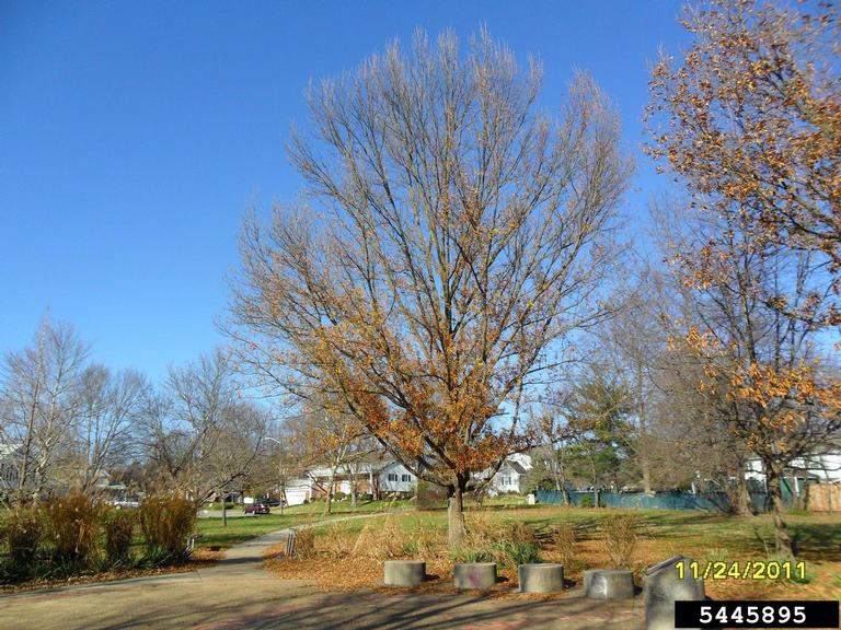 sawtooth oak (Quercus acutissima)