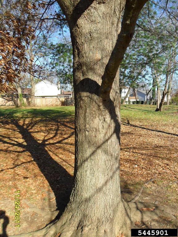 willow oak, Quercus phellos (Fagales: Fagaceae) - 5445901